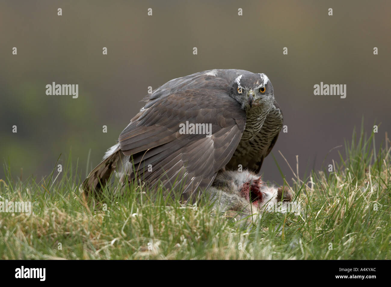 Goshawk feeding on Hare (c Stock Photo - Alamy