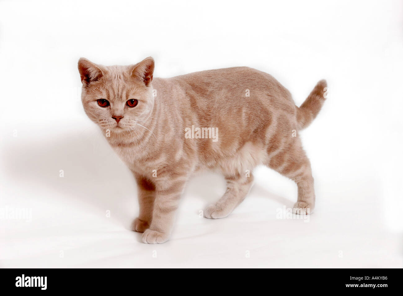 British shorthaired cat hi-res stock photography and images - Alamy