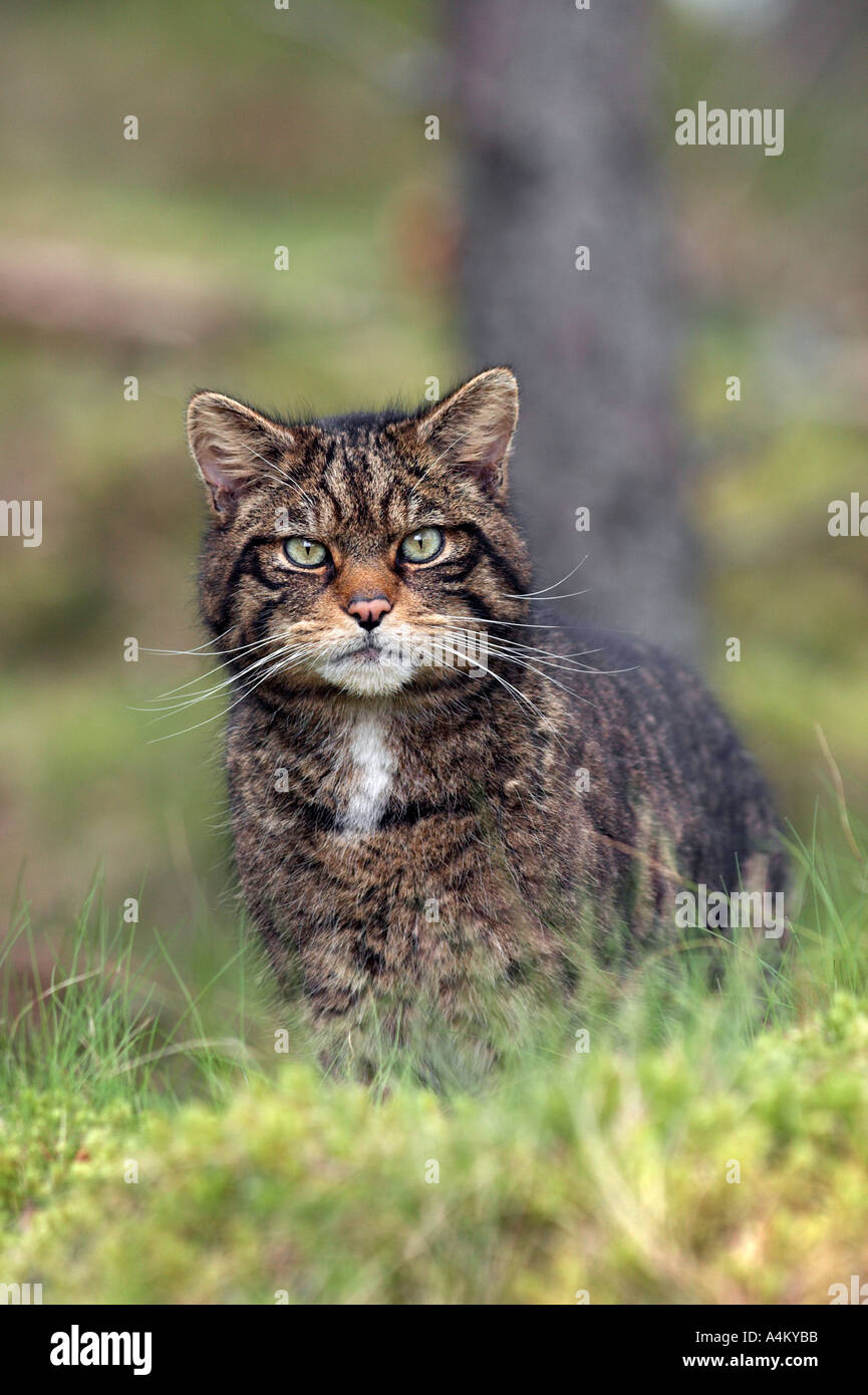 Scottish Wildcat Felix Sylvestris High Resolution Stock Photography and ...