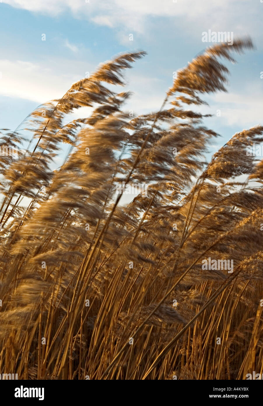 Reeds and rushes hi-res stock photography and images - Alamy