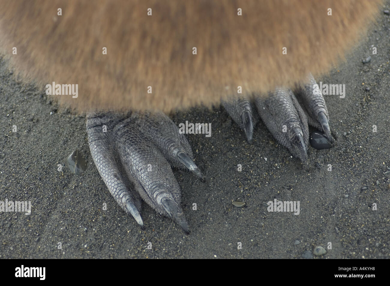 Webbed Bird Feet High Resolution Stock Photography and Images - Alamy