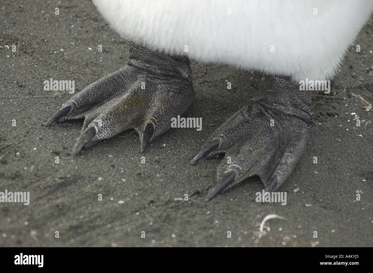 Webbed bird feet hi-res stock photography and images - Alamy