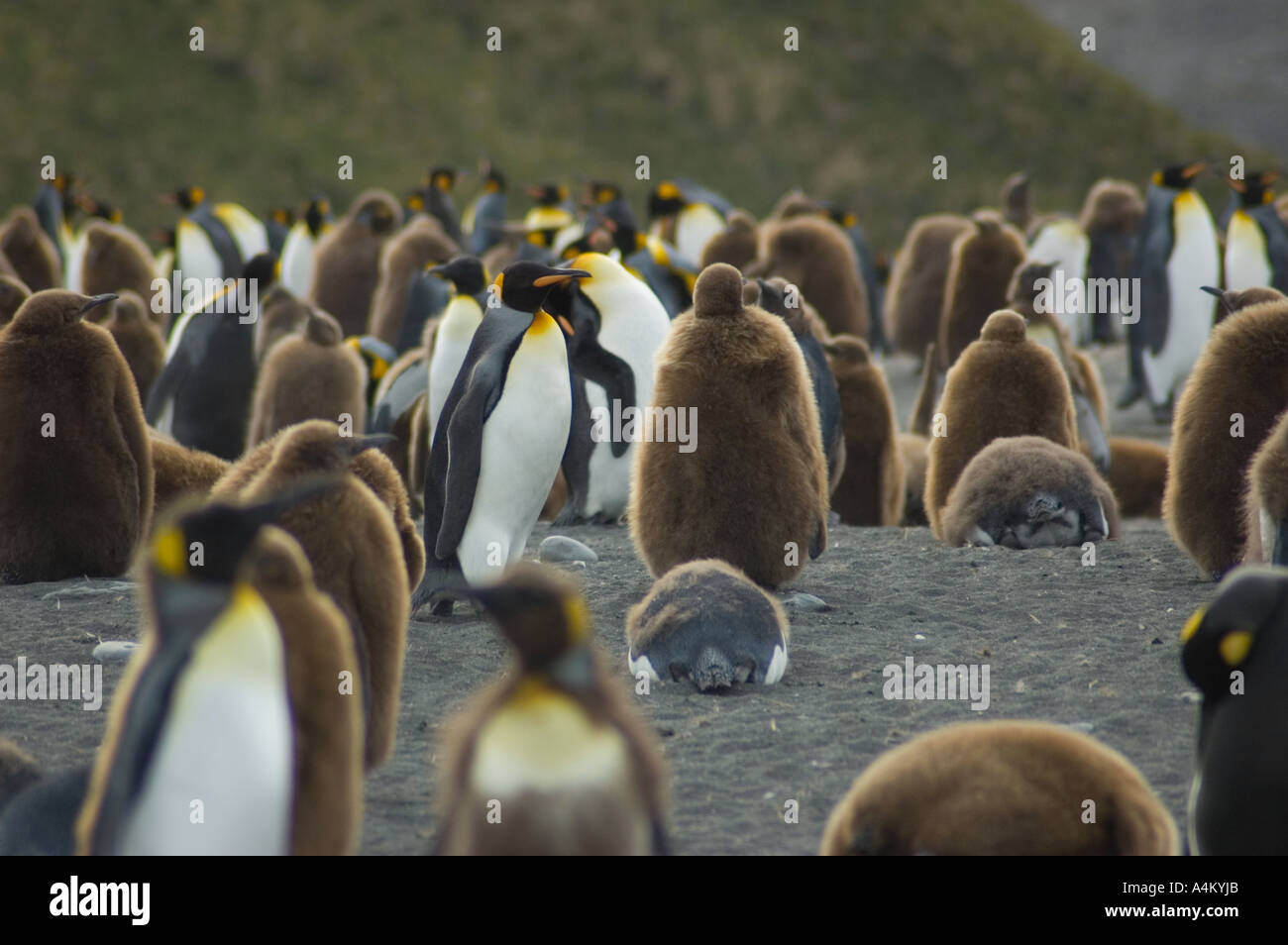 King Penguin Chicks in Creche at Gold Harbour beach South Georgia ...