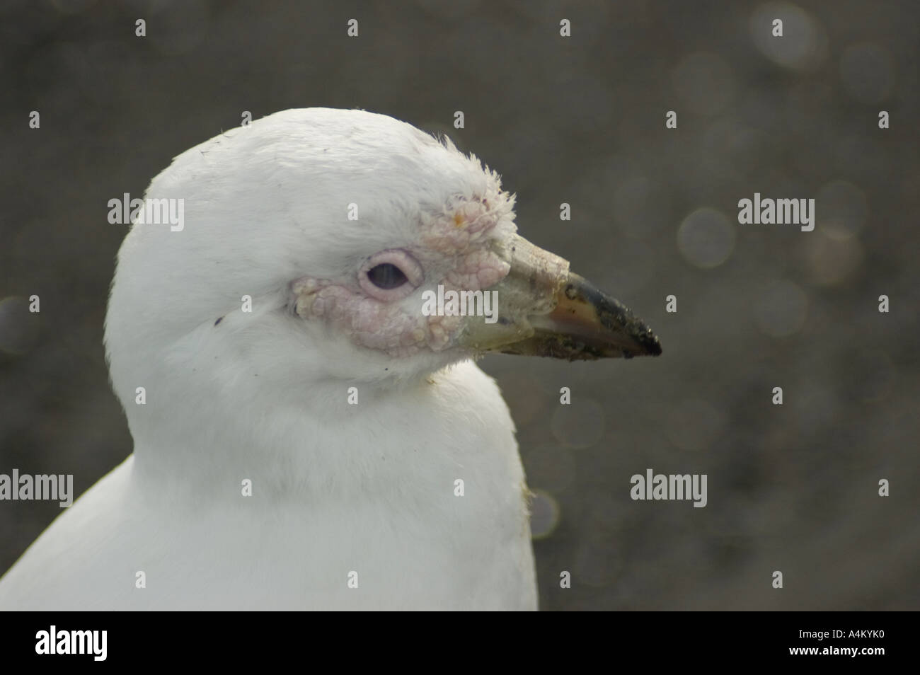 Sheathbill ecology hi-res stock photography and images - Alamy