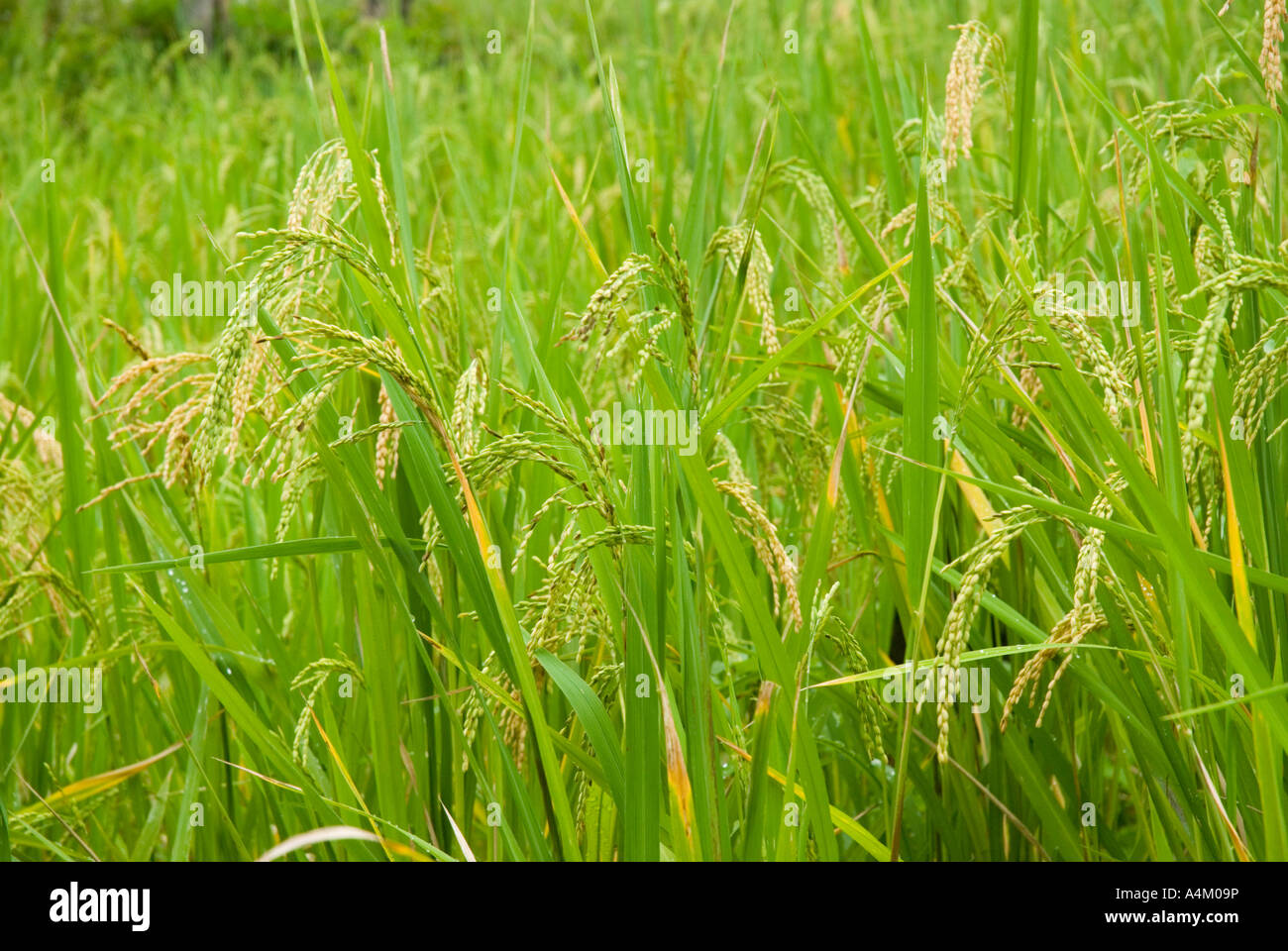 Dry paddy rice growing in Sarawak Malaysia Stock Photo - Alamy
