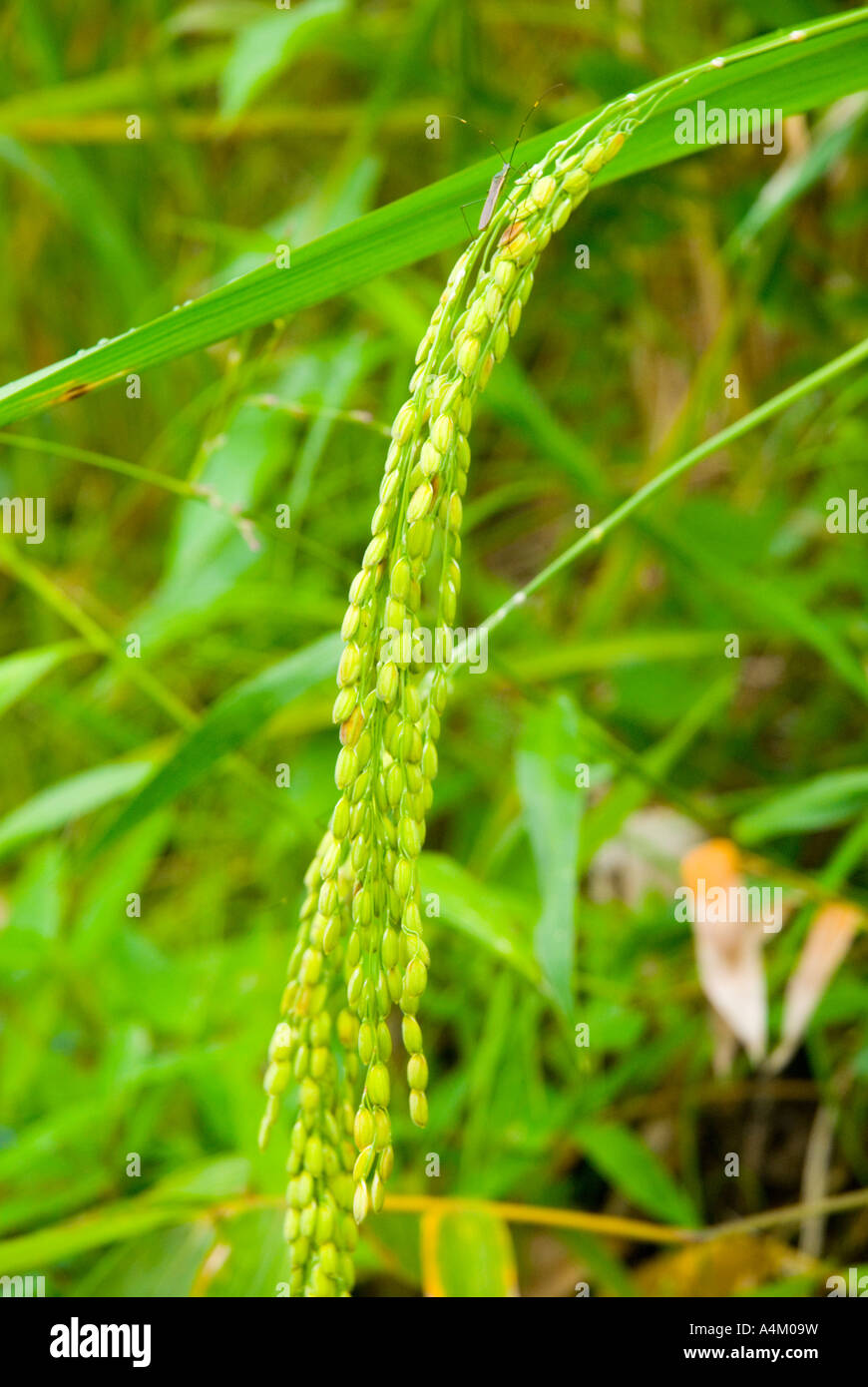 Dry paddy rice growing in Sarawak Malaysia Stock Photo - Alamy