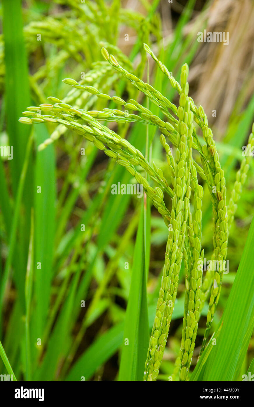 Dry paddy rice growing in Sarawak Malaysia Stock Photo - Alamy