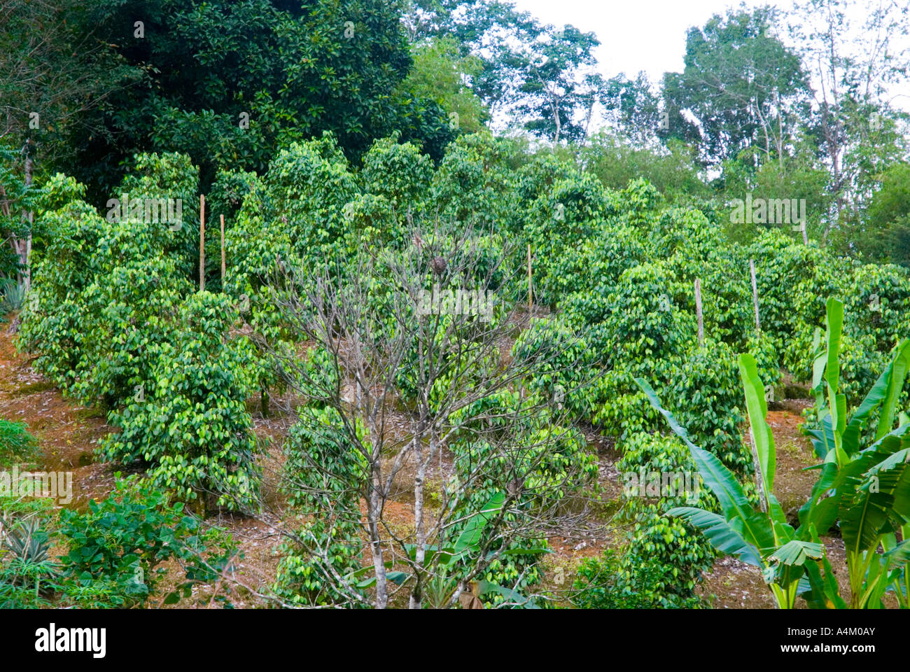 Sarawak pepper hi-res stock photography and images - Alamy