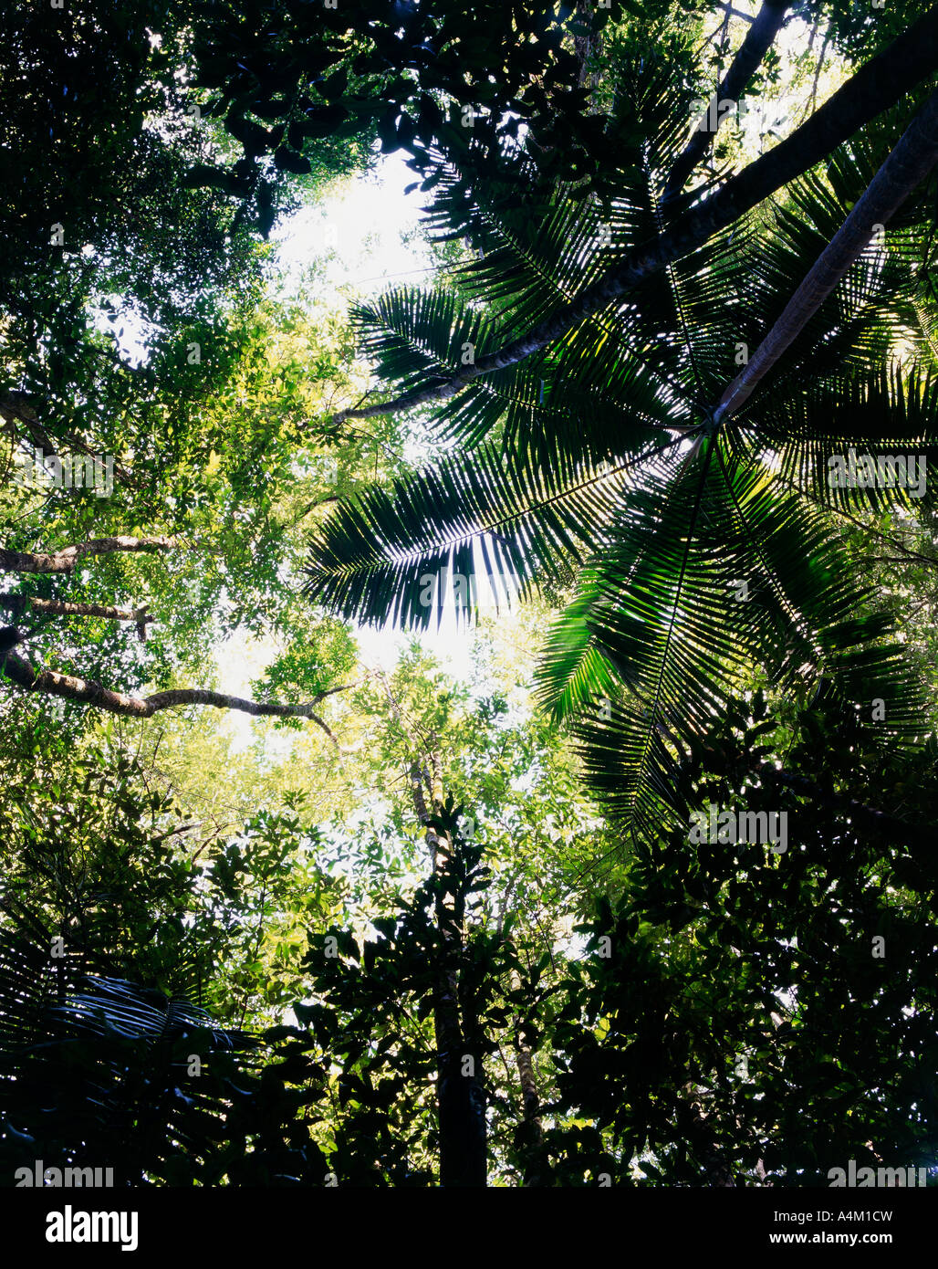 Looking up through a rainforest canpoy Stock Photo - Alamy