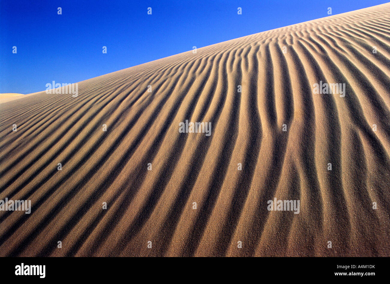 Sand dunes and ripples with a blue sky in Coffin Bay National Park ...
