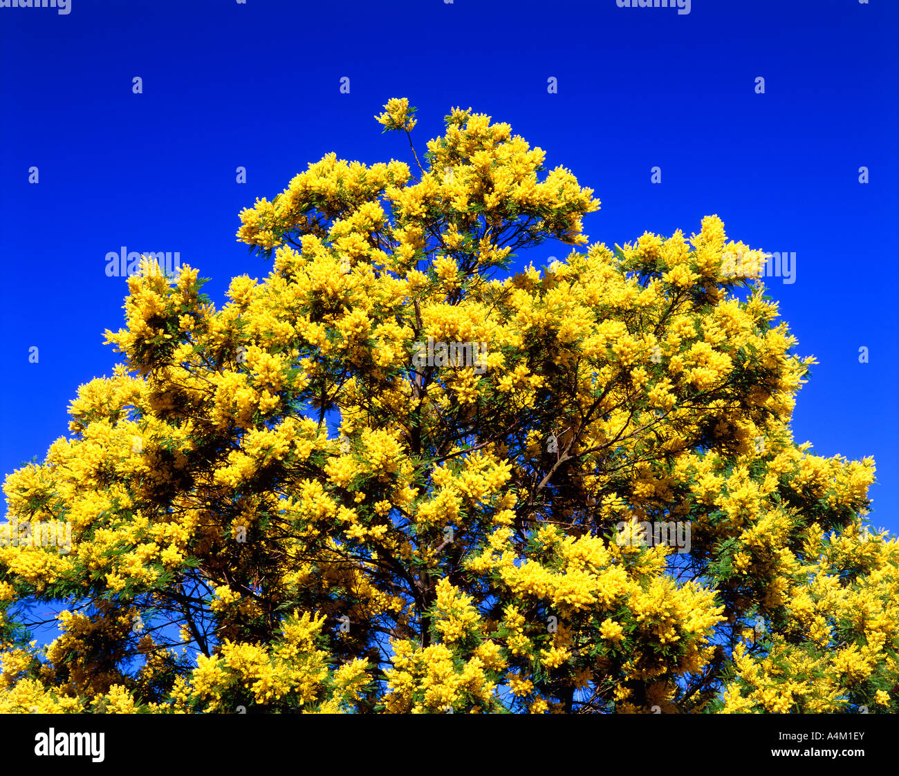 An Australian Wattle Tree with a background of a deep blue sky Stock ...