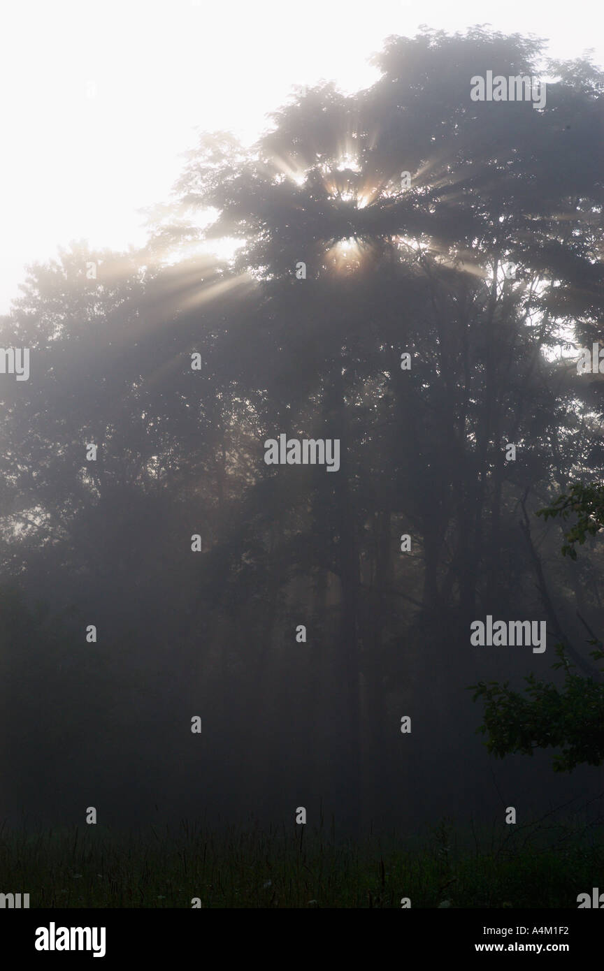 Light beam through the trees hi-res stock photography and images - Alamy