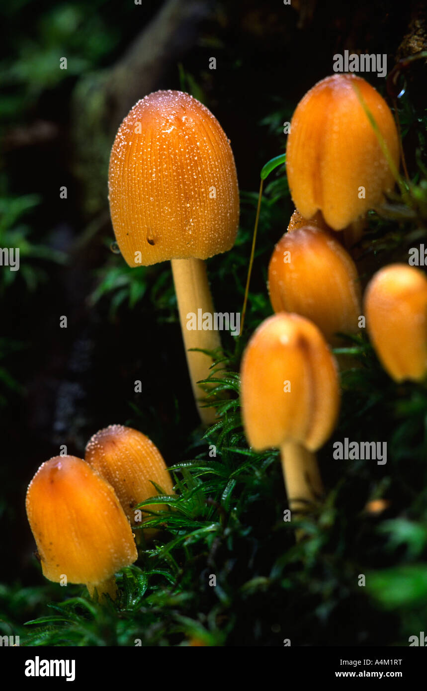 Glistening Ink Cap coprinus micaceus Stock Photo - Alamy
