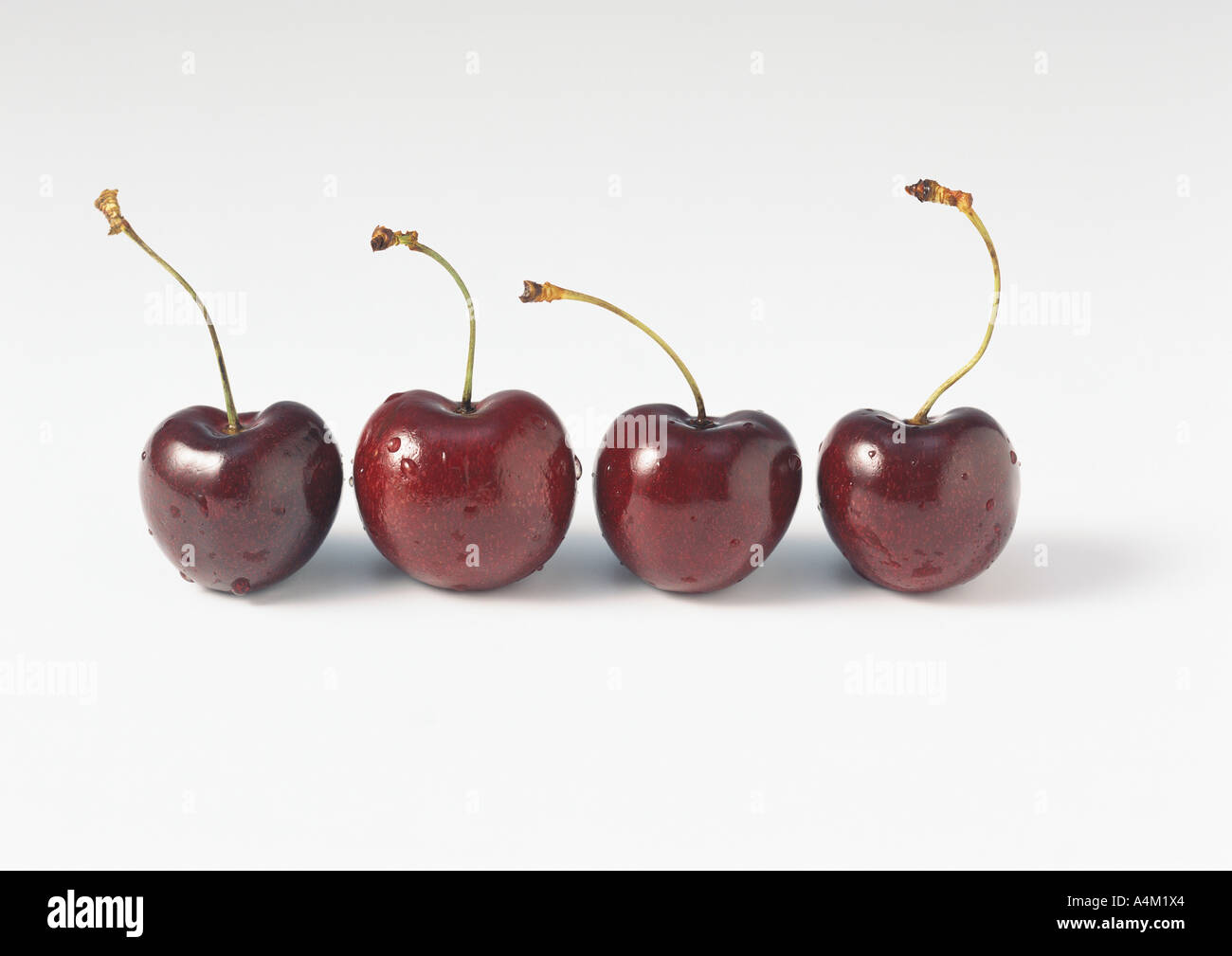 Four lined stem hi-res stock photography and images - Alamy