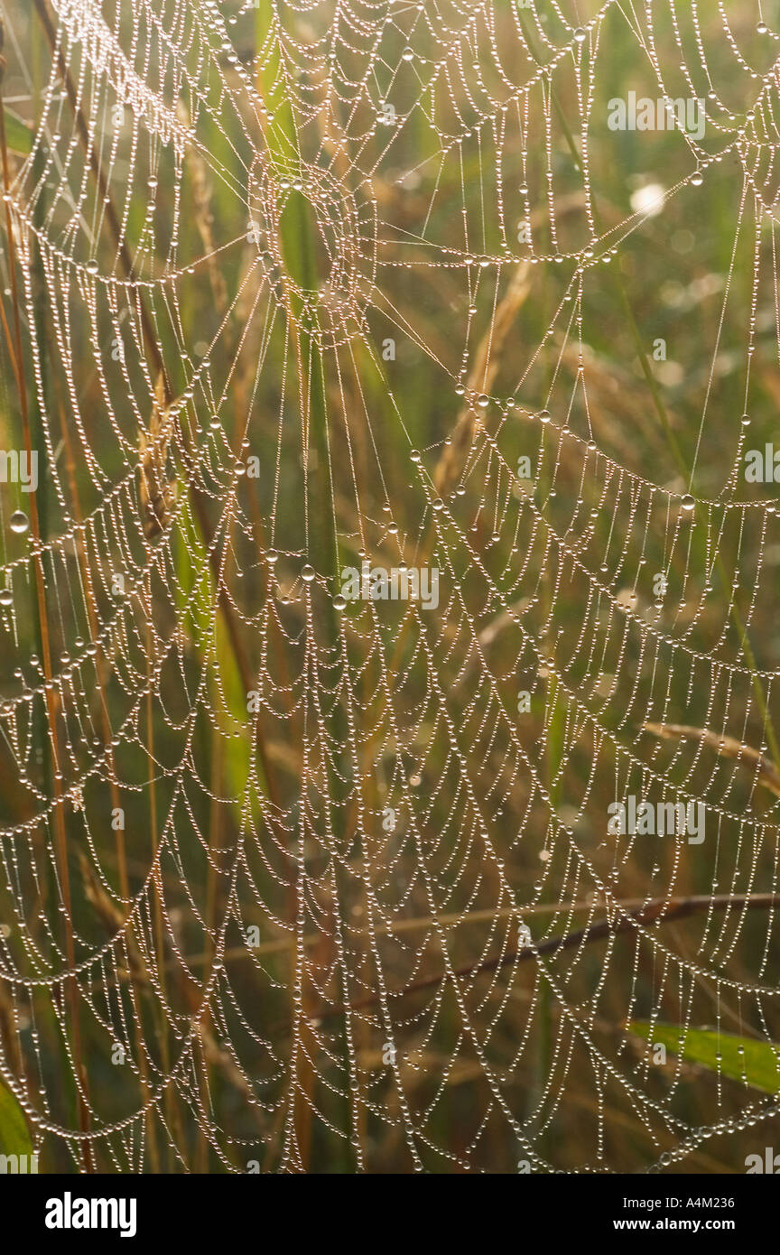 Wet spider habitat hi-res stock photography and images - Alamy