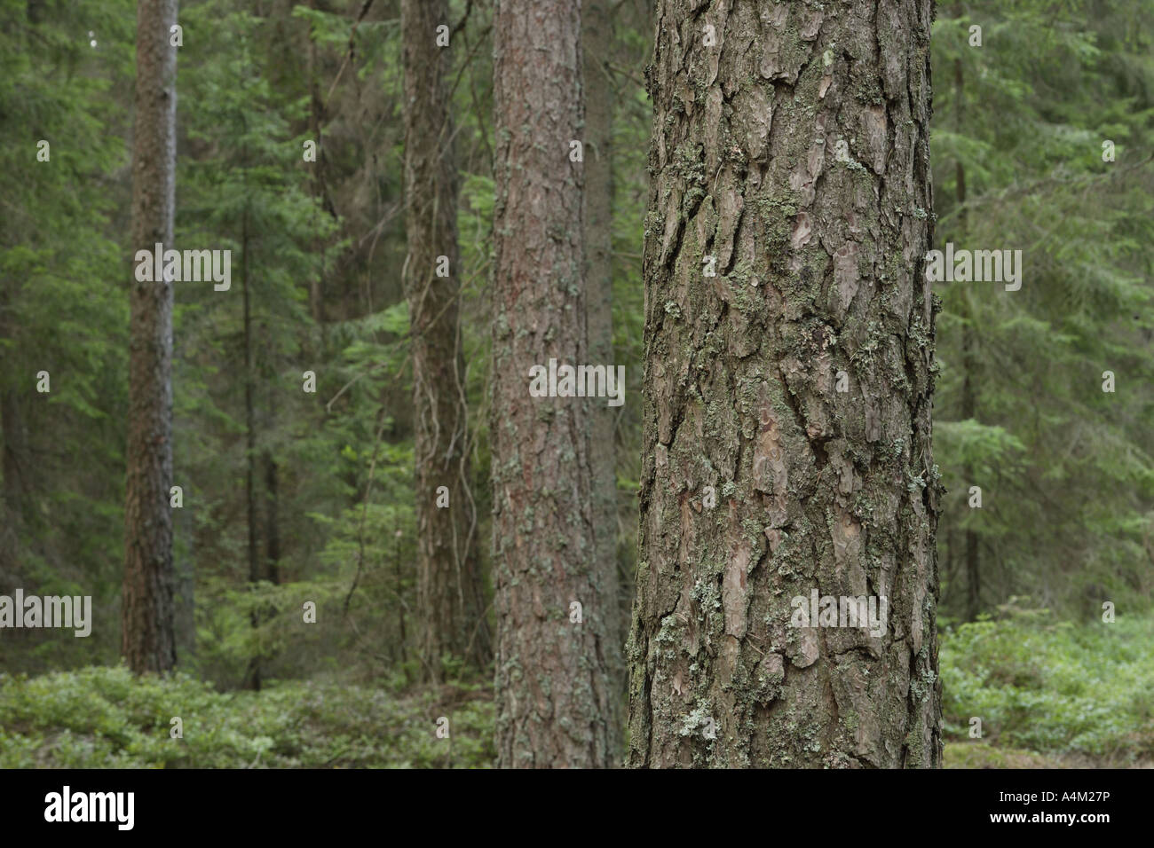 stems in coniferous forest Stock Photo - Alamy