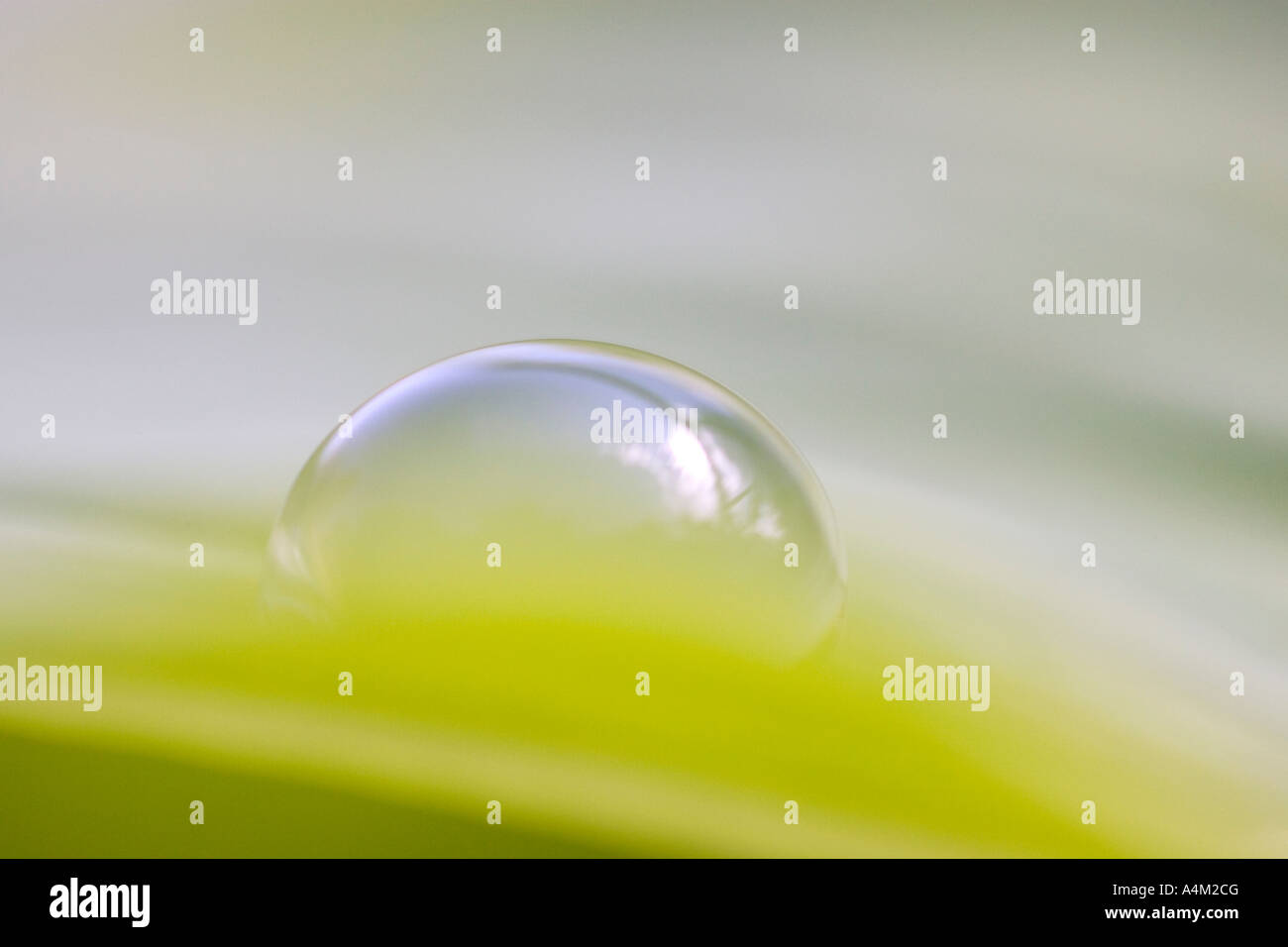 Single Rain Drop on Leaf Norfolk UK Stock Photo - Alamy