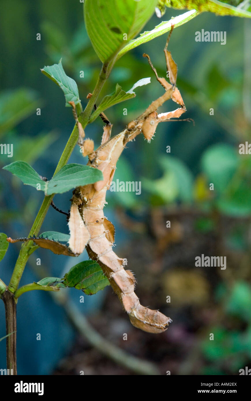 Macleay's Spectre Extatosoma Tiaratum Giant Prickly Leaf Insect Stock ...