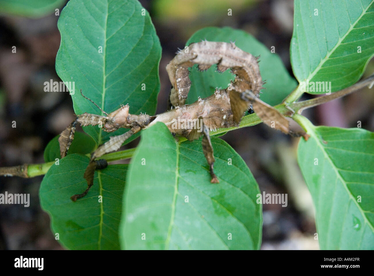 Macleay's Spectre Extatosoma Tiaratum Giant Prickly Leaf Insect Stock ...