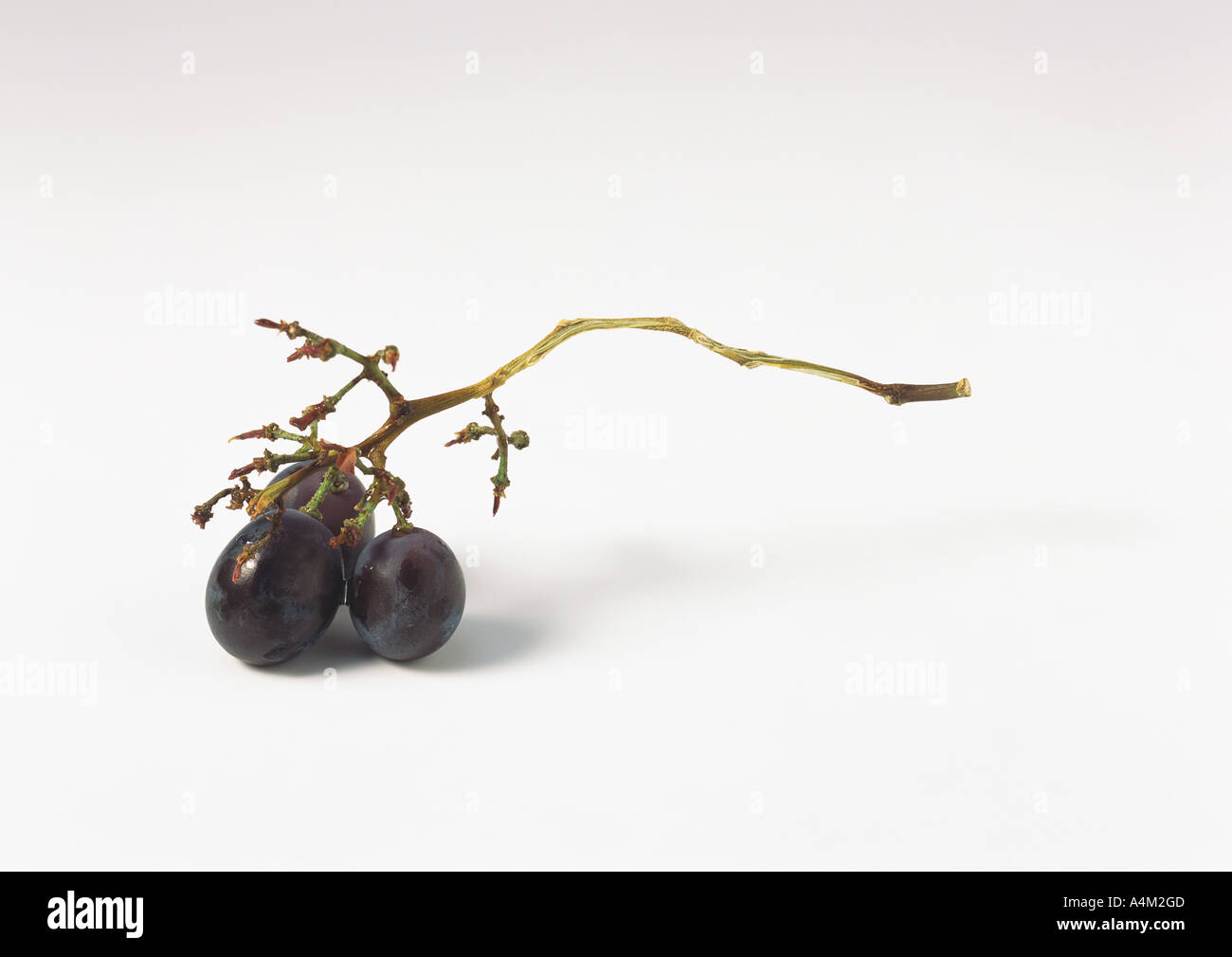 Grape bunch stem with three grapes Stock Photo - Alamy