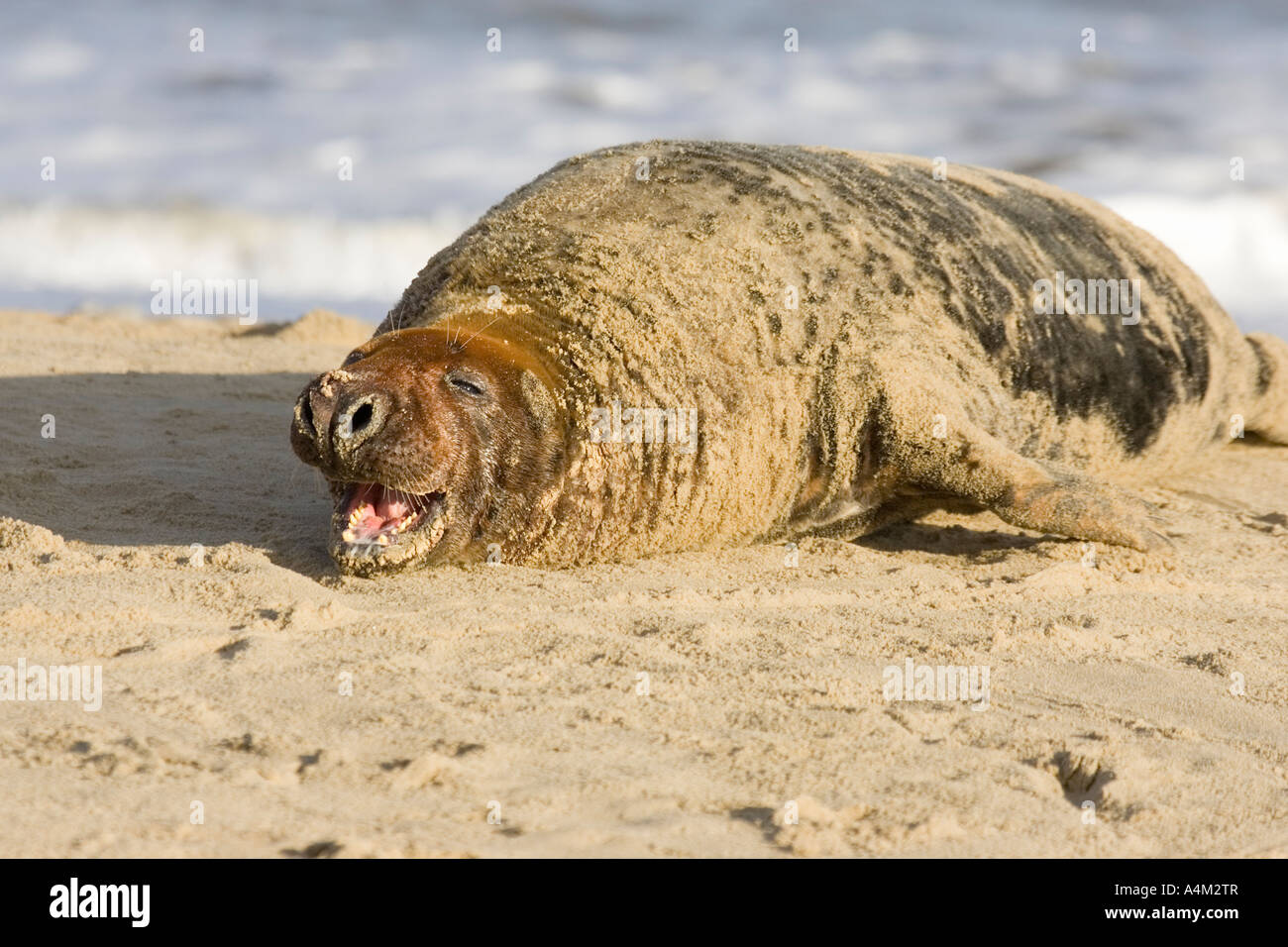 Grey Seal Bull on Beach "Halichoerus Grypus" Norfolk UK Stock Photo - Alamy
