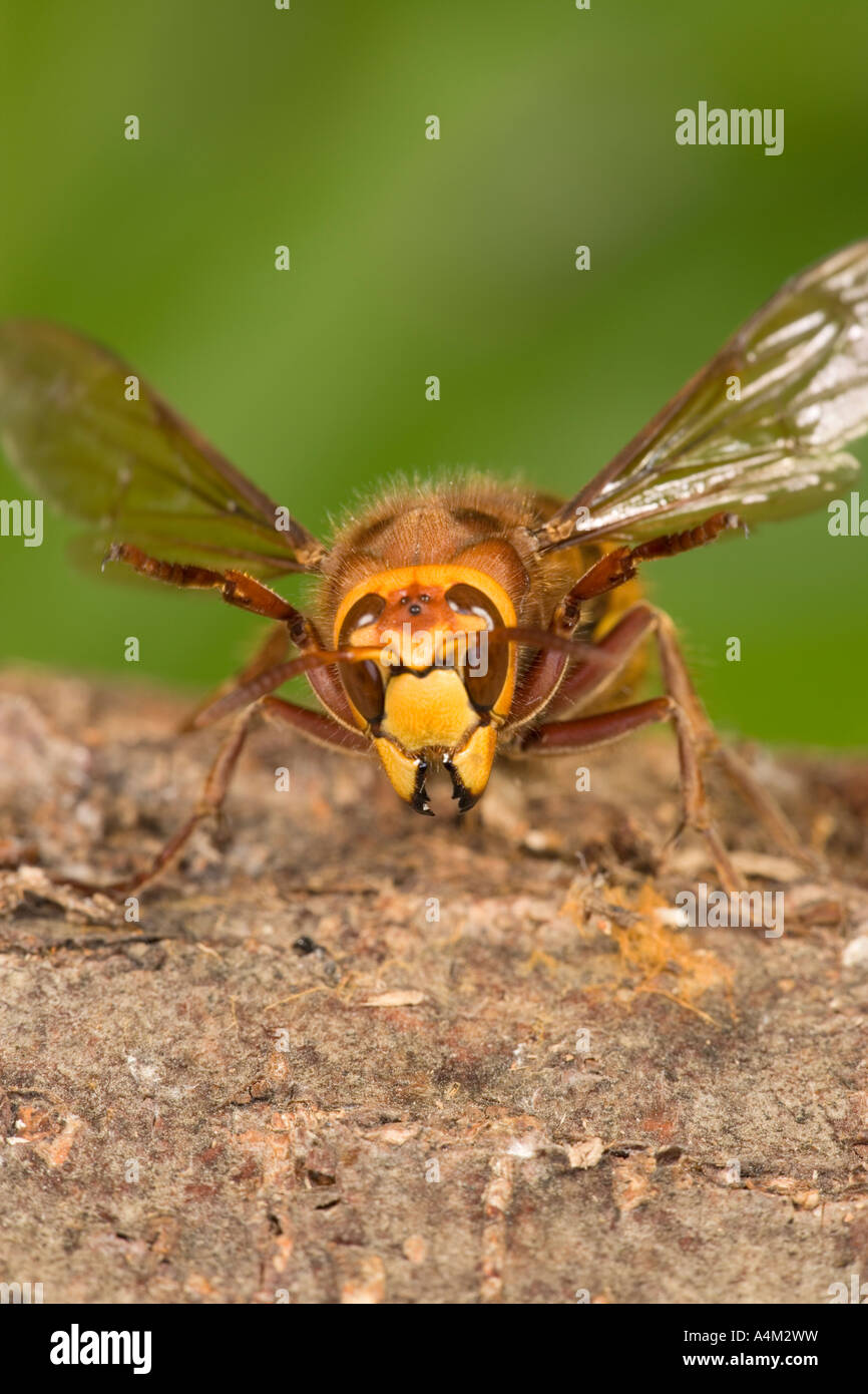 Hornet on Tree Branch "Vespa crabro" UK Stock Photo - Alamy
