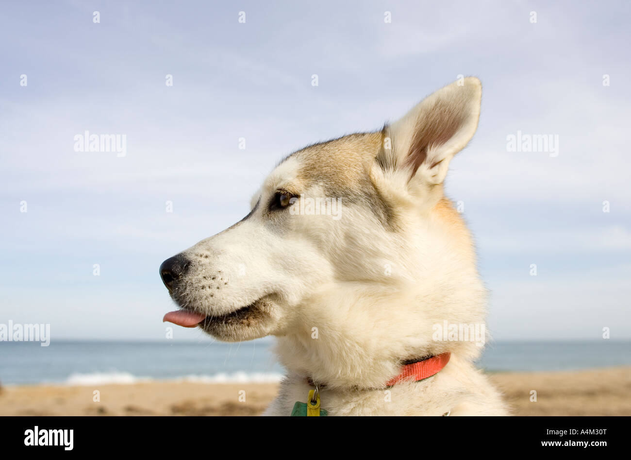 Siberian Husky Dog on Beach UK Norfolk Stock Photo - Alamy