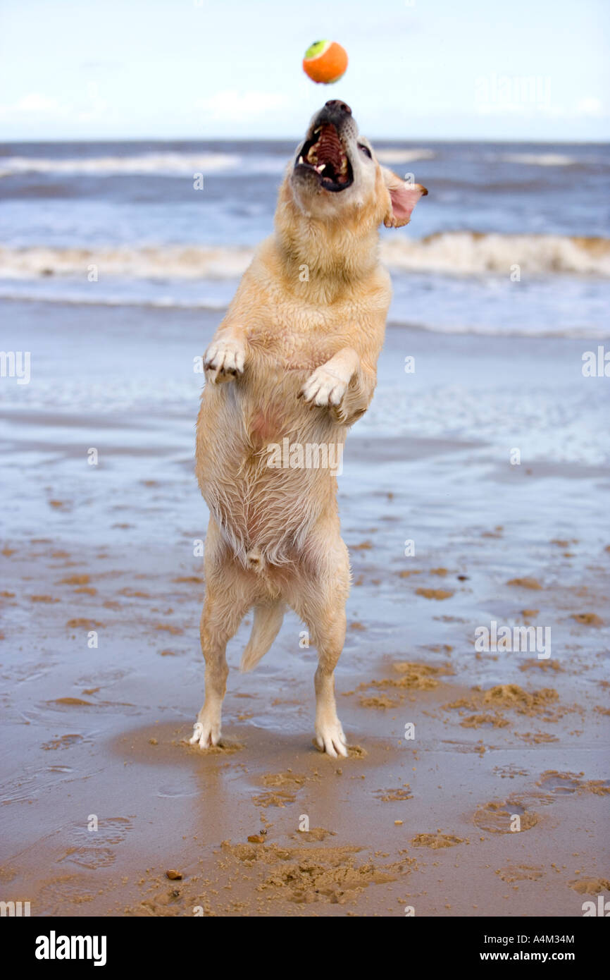 Labrador Dog on Beach Jumping to Catch Ball UK Norfolk Stock Photo - Alamy