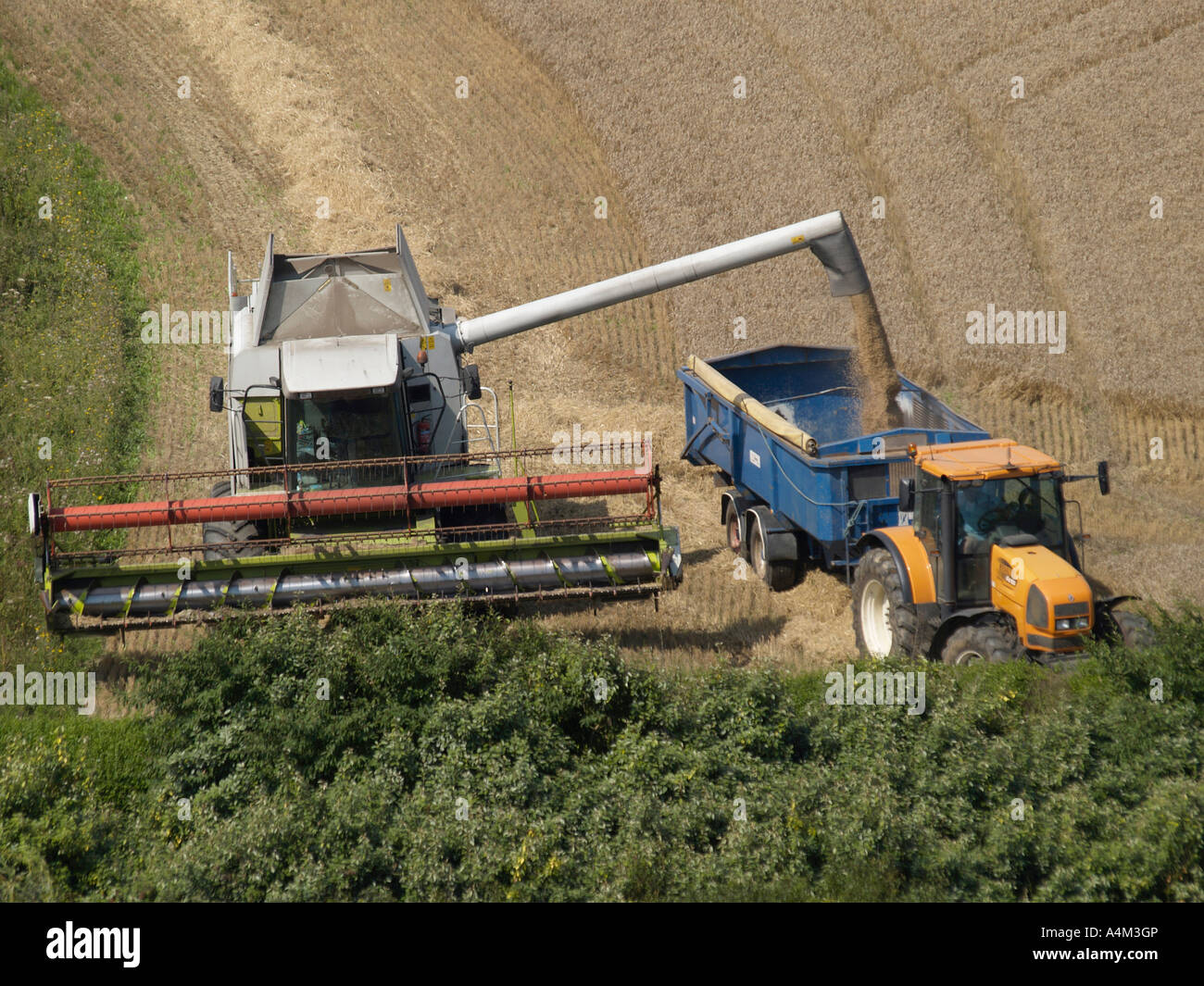 COMBINE HARVESTER FEEDING GRAIN INTO TRAILER DRAWN BY TRACTOR ...