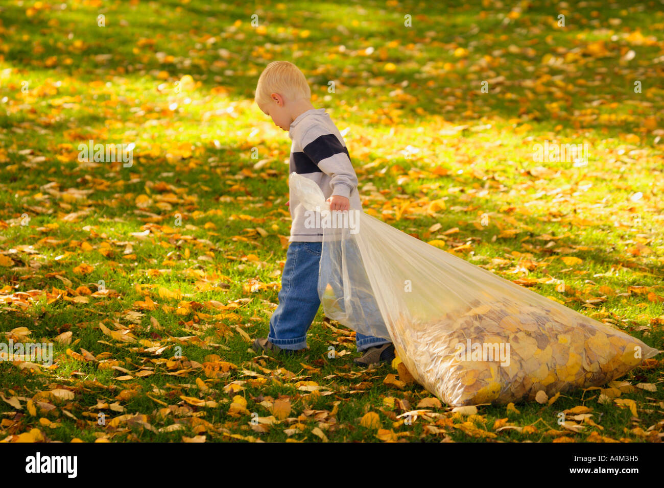 Child pulling a bag of leaves Stock Photo - Alamy