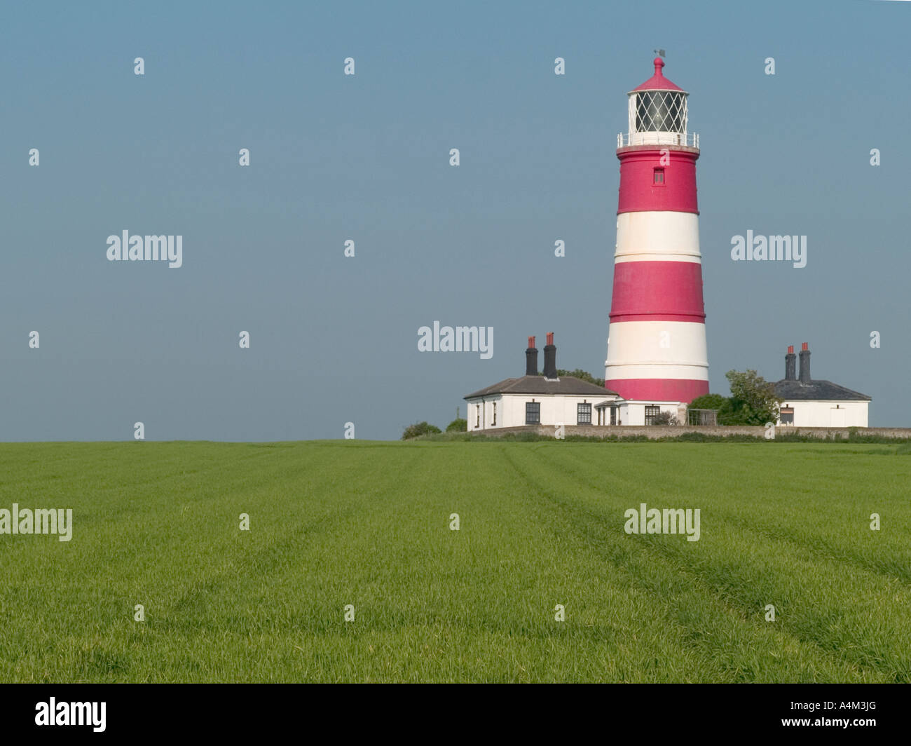 LIGHTHOUSE WITH GREEN GROWING CEREAL CROP,HAPPISBURGH, NORFOLK, EAST ...