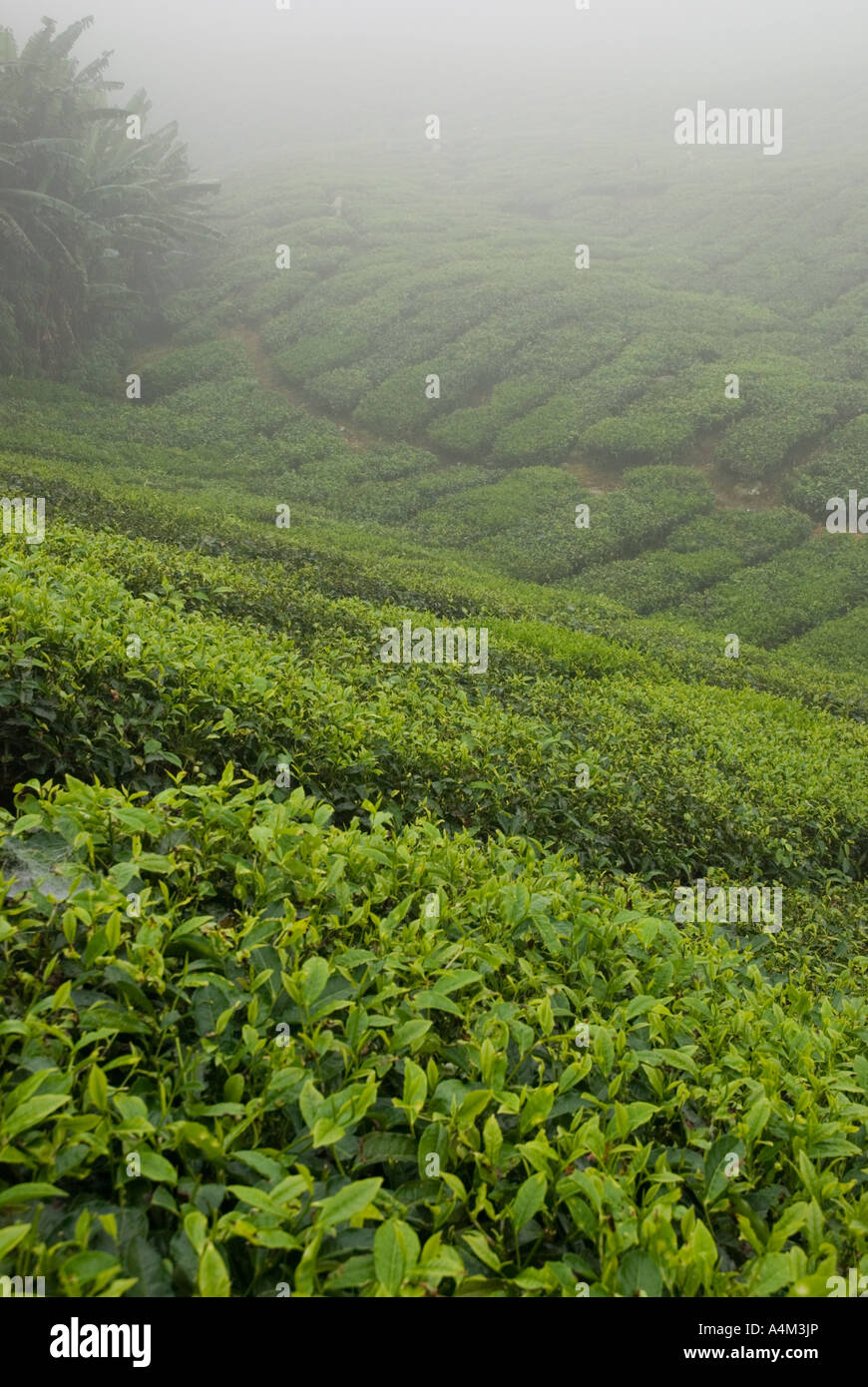 Tea growing near Tanah Rata in the misty cool climate of the Cameron ...