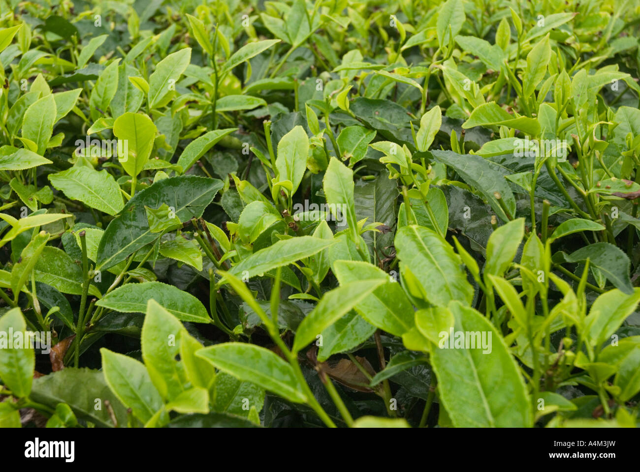 Cameron climate hi-res stock photography and images - Alamy