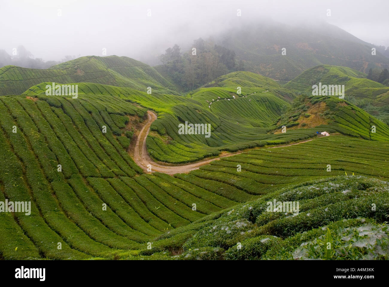 Cameron highlands tea gardens hi-res stock photography and images - Alamy
