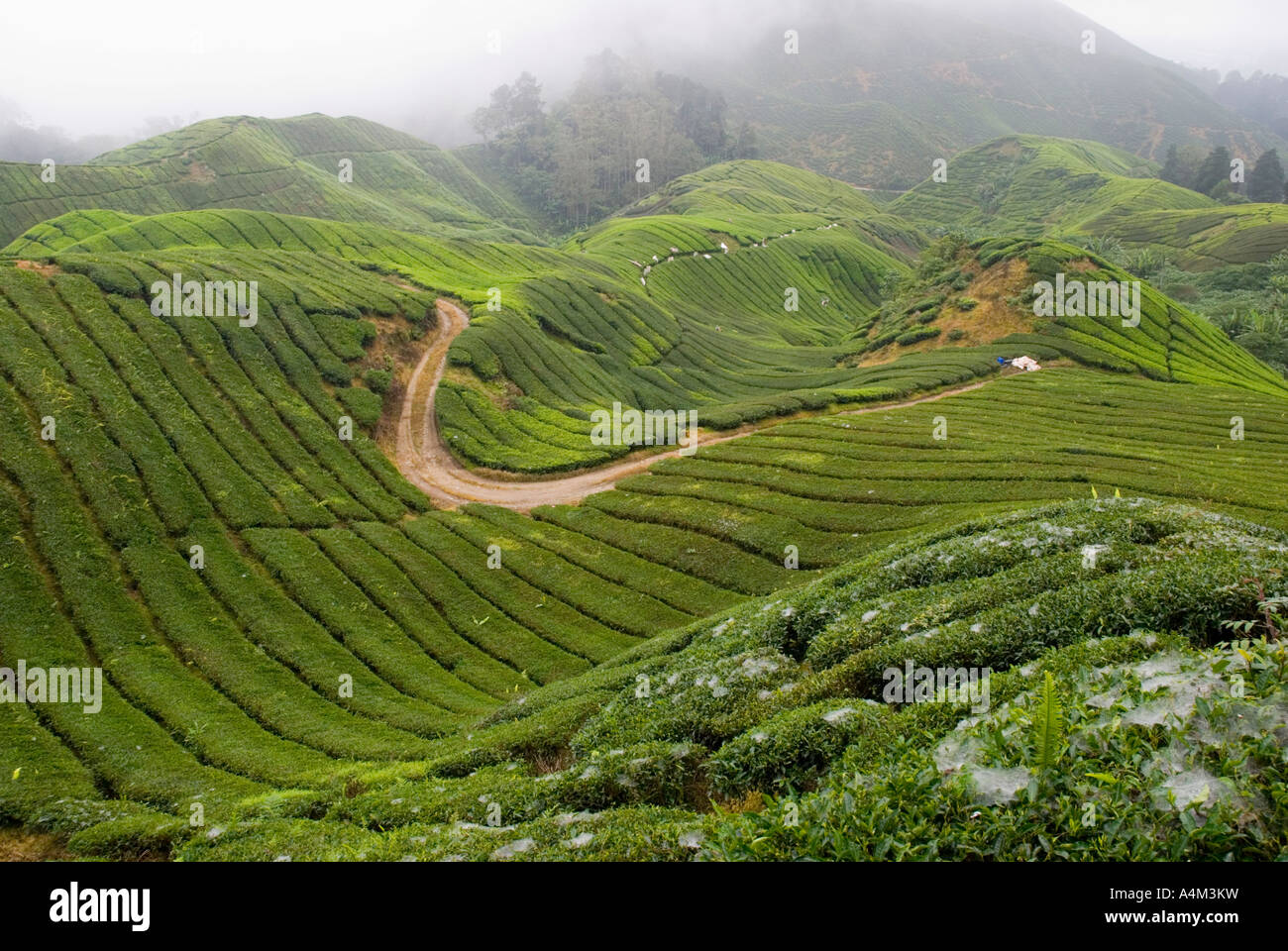 Tea growing near Tanah Rata in the cool climate Cameron Highlands of ...