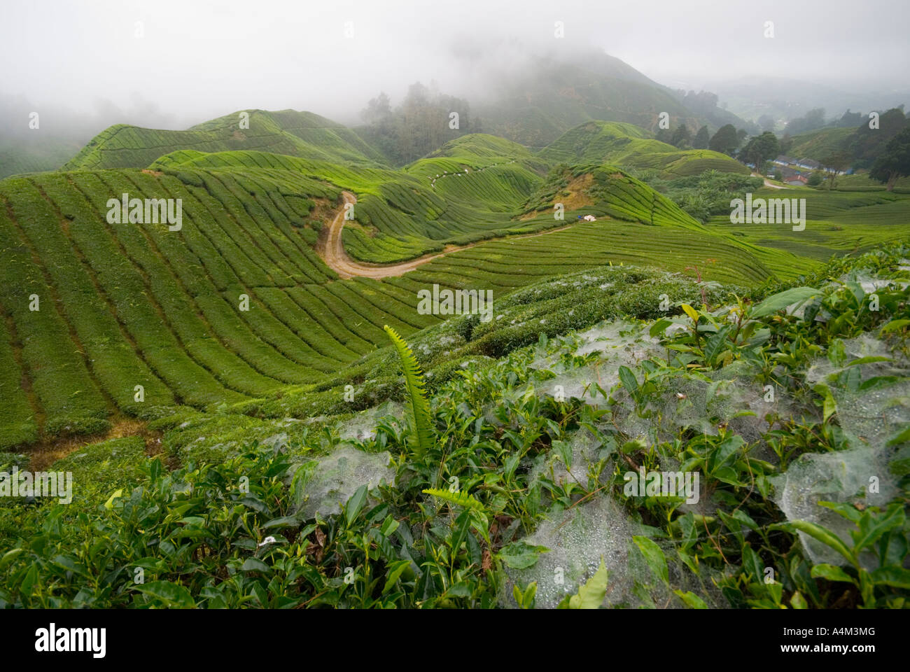 Cameron highlands tea gardens hi-res stock photography and images - Alamy