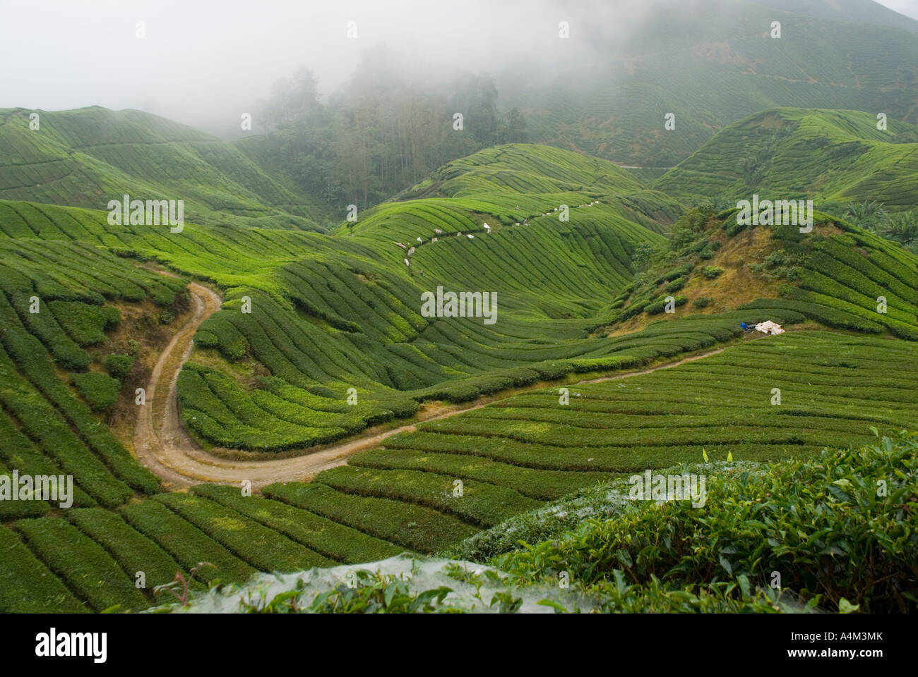 Cameron highlands tea gardens hi-res stock photography and images - Alamy