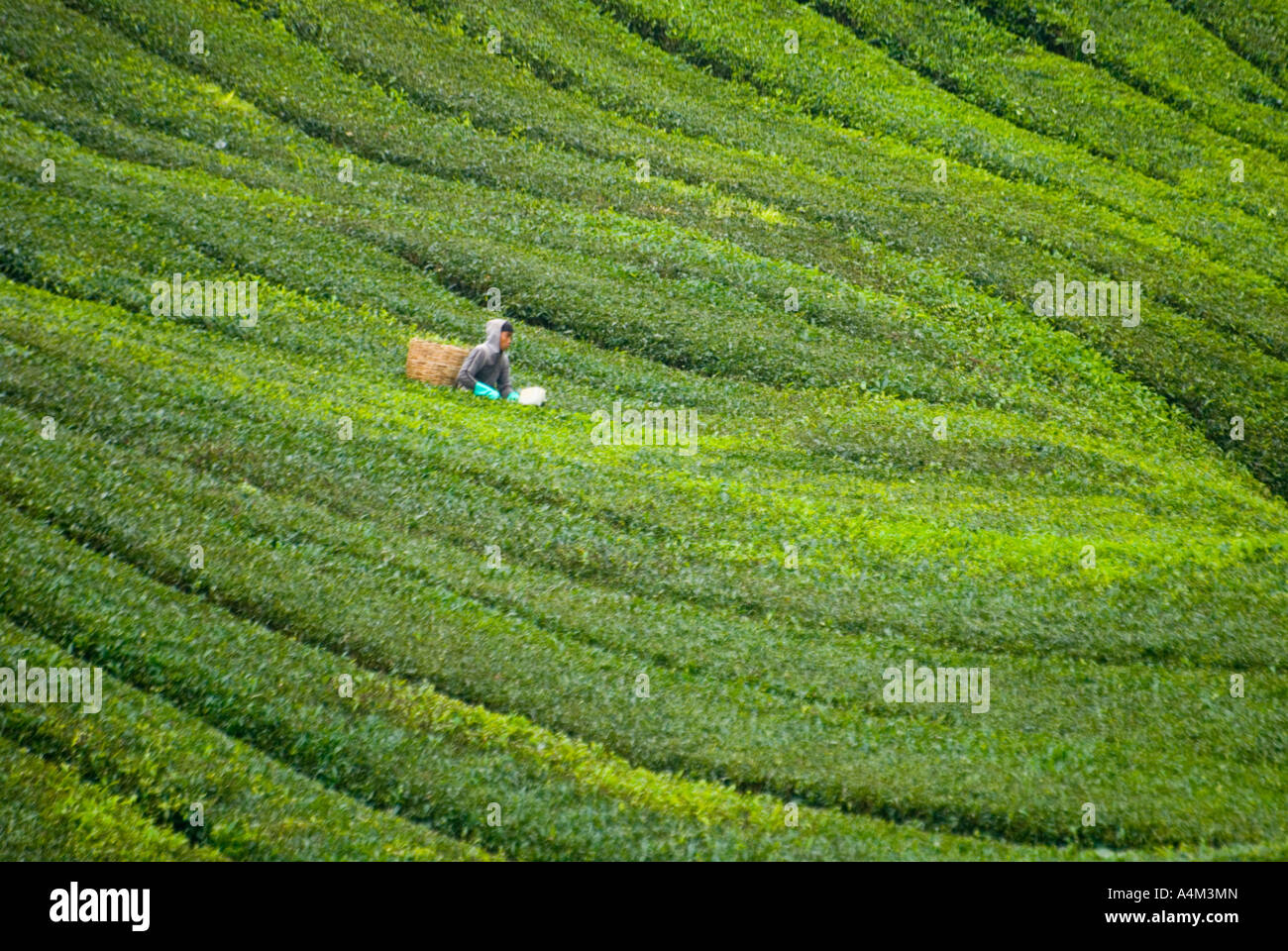 Tea growing near Tanah Rata in the cool climate Cameron Highlands of ...