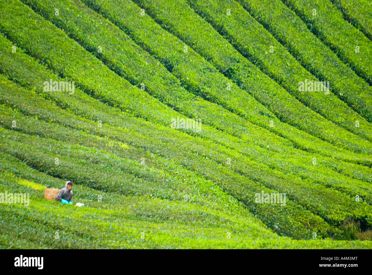 Tea growing near Tanah Rata in the cool climate Cameron Highlands of ...