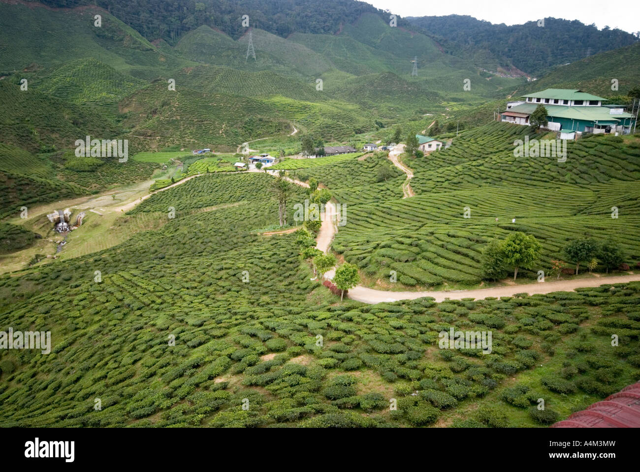 Tea plantation tours hi-res stock photography and images - Alamy