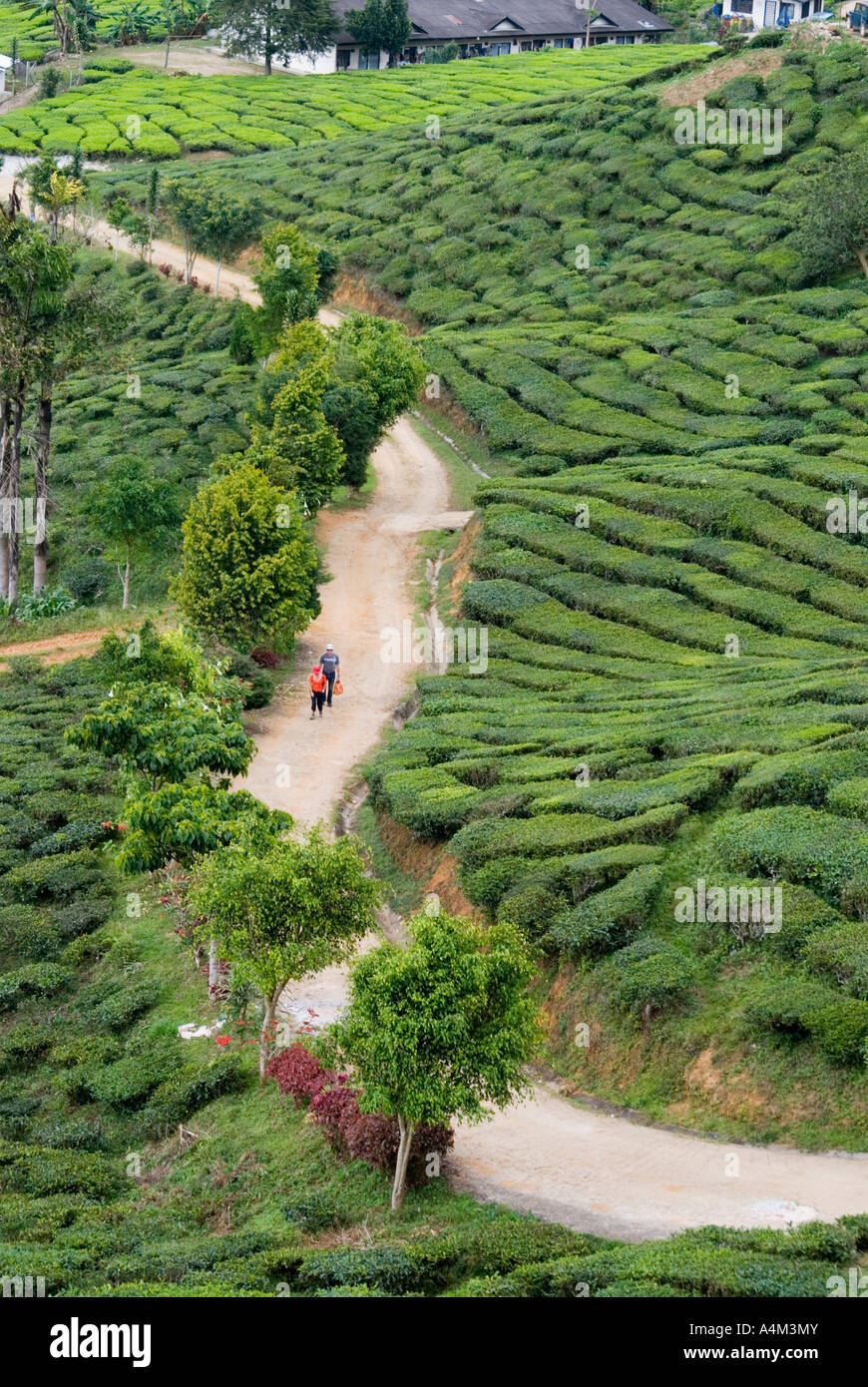 Tea growing near Tanah Rata in the cool climate Cameron Highlands of ...