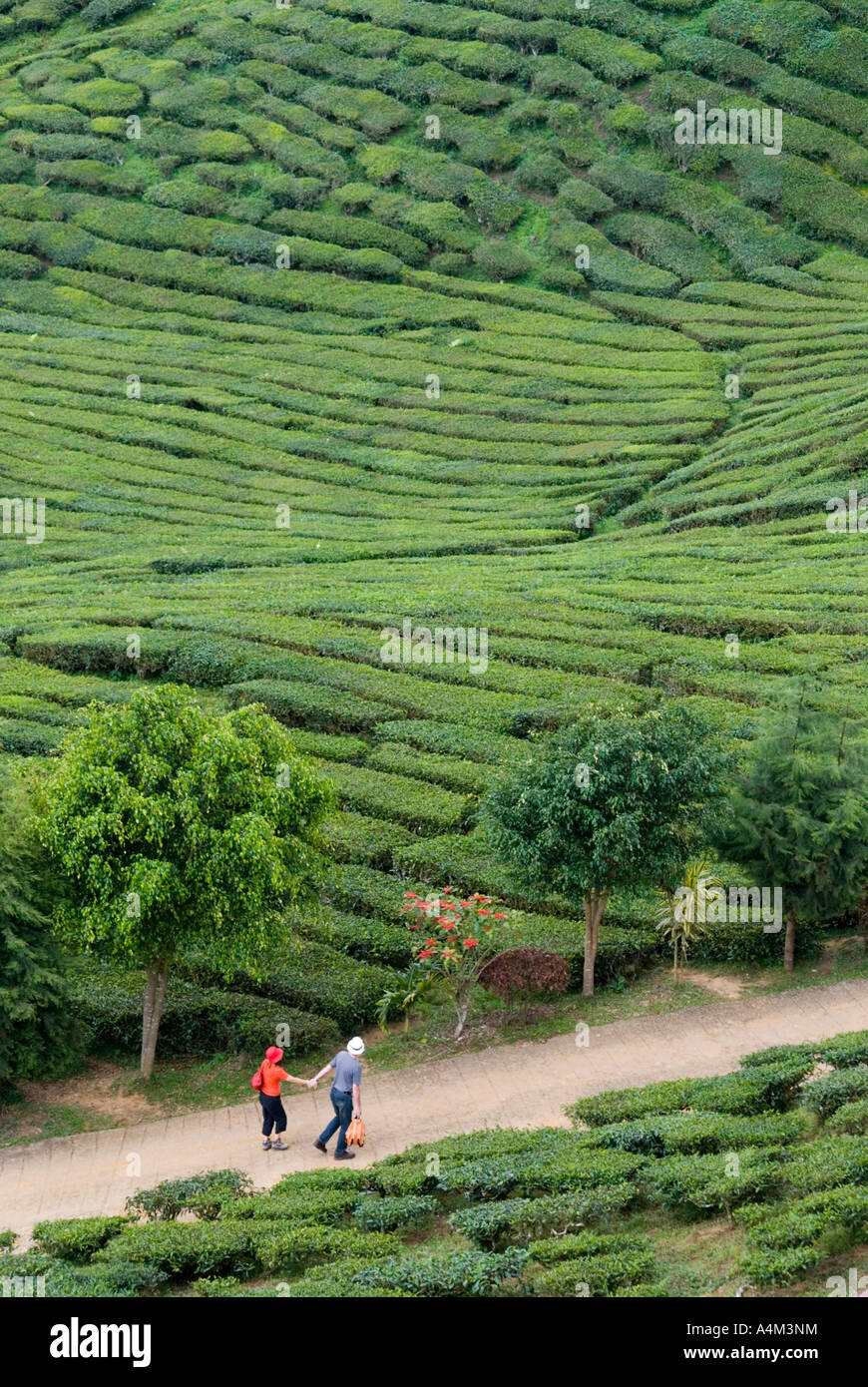 Tea growing near Tanah Rata in the cool climate Cameron Highlands of ...