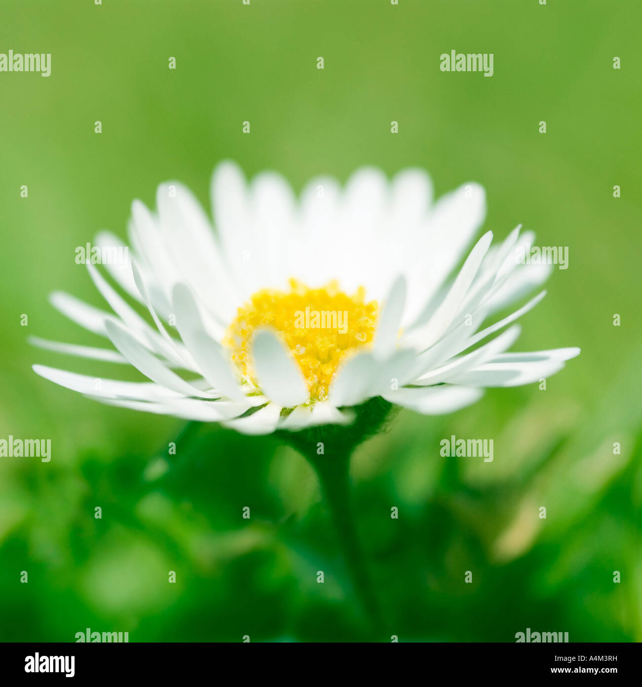 Extreme close-up of the common European Daisy Stock Photo - Alamy
