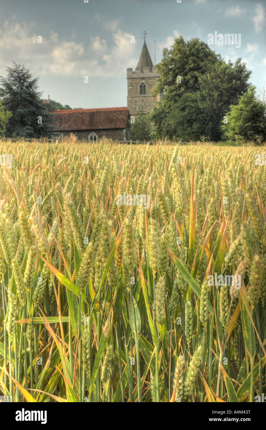 Looking across a wheat field to Warfield Church, St Michael the ...