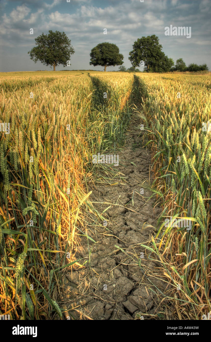 Cracked Earth leading through a field of Wheat, Berks, Summer 2006 ...