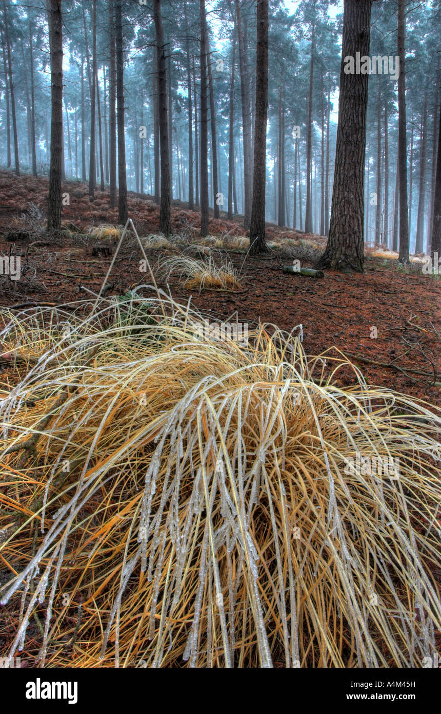Lookout Bracknell Crowthorn Wood Stock Photo - Alamy
