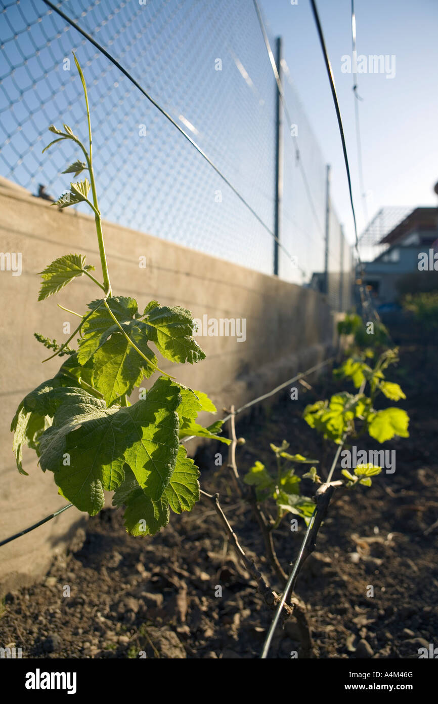 Vine by fence Stock Photo - Alamy