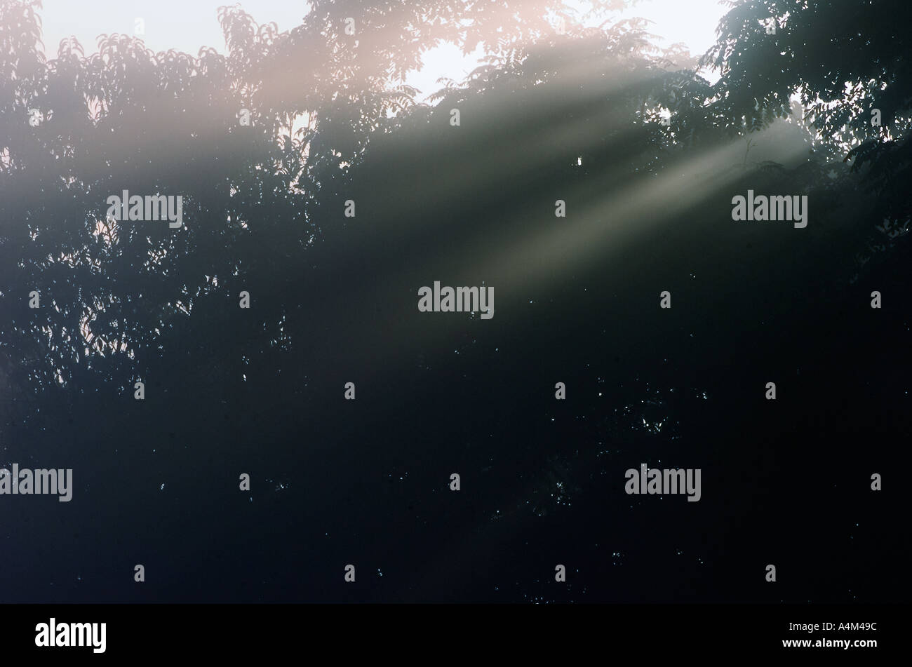 Light beam through the trees hi-res stock photography and images - Alamy