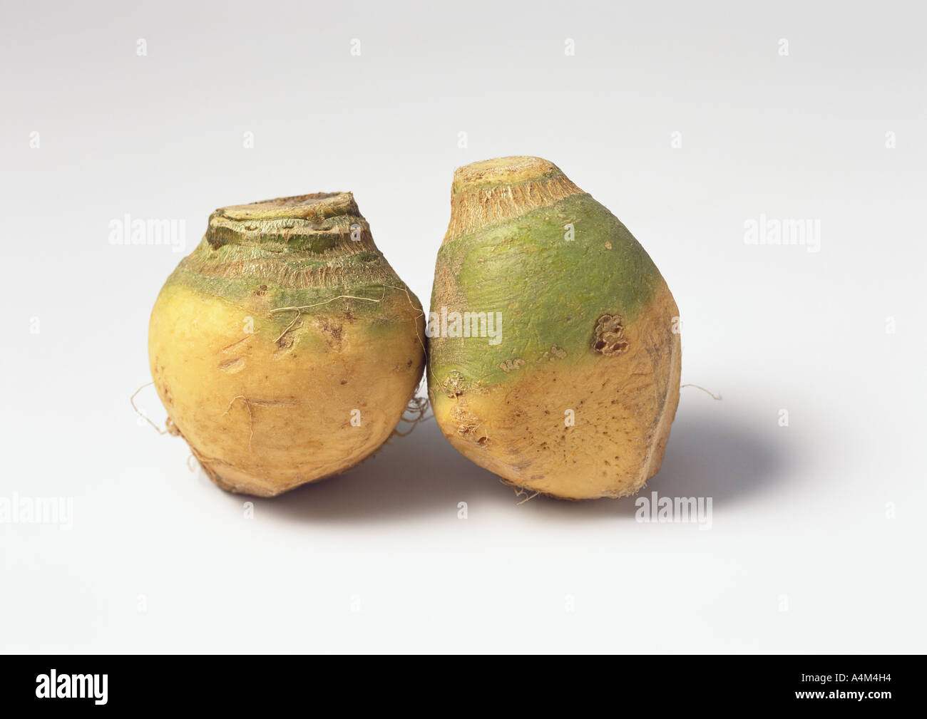 Image of rutabaga hi-res stock photography and images - Alamy