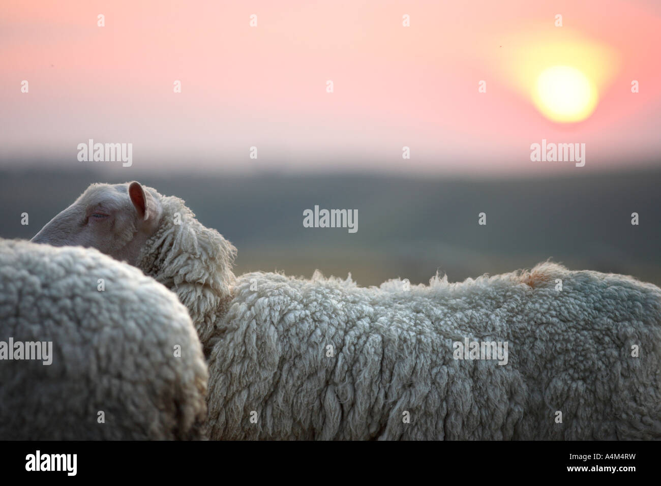 British farm animals sunset hi-res stock photography and images - Alamy